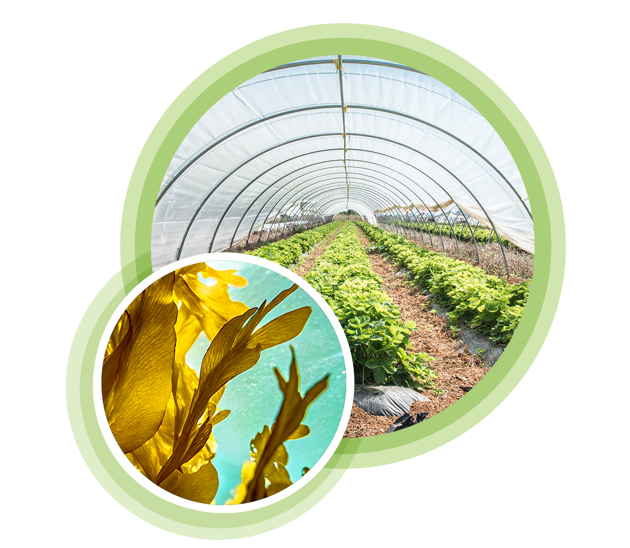 Bioestimulante ficosagro®: Proven Efficacy in Intensive Crops