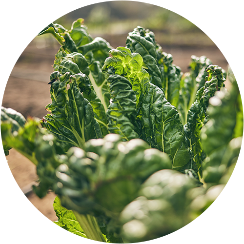 The Use of Algae as Fertilizer: Best Option for Sustainability