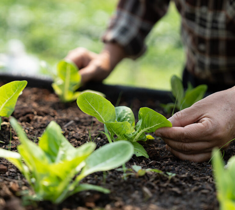 The Use of Algae as Fertilizer: Best Option for Sustainability