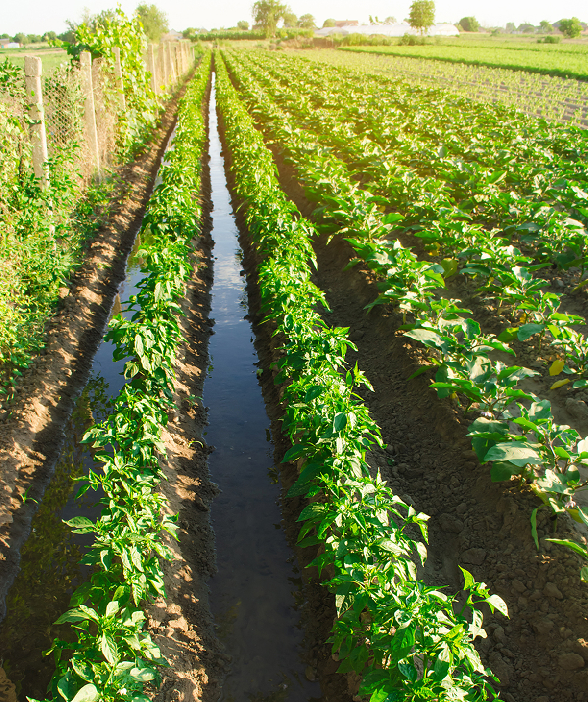 The Use of Algae as Fertilizer: Best Option for Sustainability