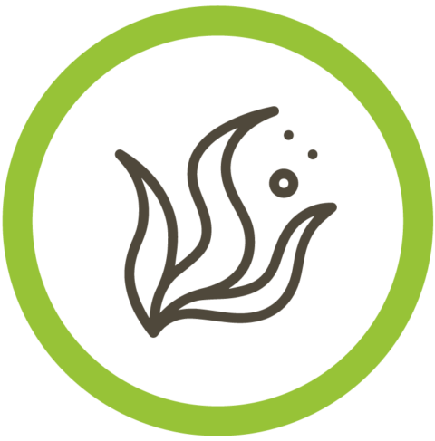 Biostimulants: Definition, Composition, Benefits, and Applications